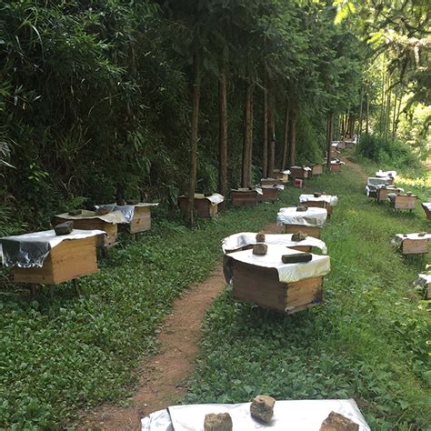 中蜂蜂群带王带巢子脾笼蜂活体蜜蜂阿坝福建中华土蜂种授粉包邮虎窝淘