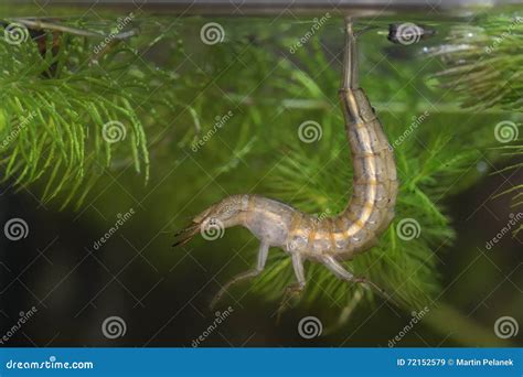 Great Diving Beetle Nymph Dytiscus Marginalis Nymph Stock Image Image Of Macro Beetle 72152579