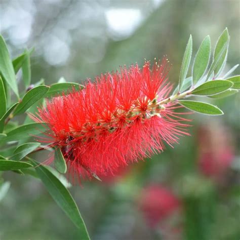 Árbol Con Flor Tipo Plumero Belleza Y Elegancia En Tu Jardín TeleFlor