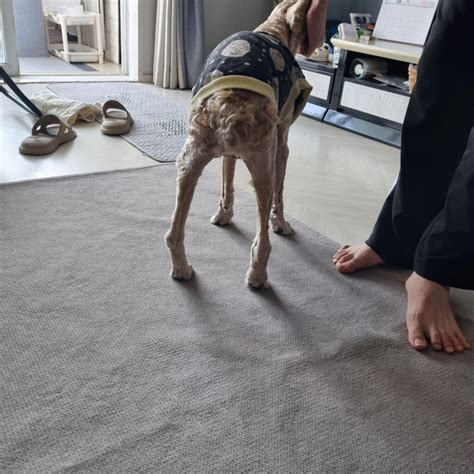 코커스패니얼 십자인대 파열 무릎 보조기 네발로