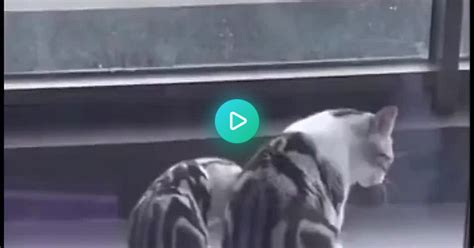 Syncronized Catting Album On Imgur