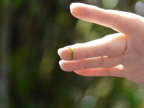 Oak Leafroller And Leaftiers Caterpillars Uf Ifas Extension Pinellas County