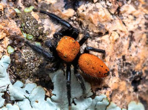 Jumping Spider Identification Pictures And Video Green Nature