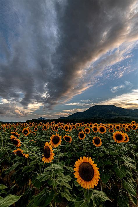 ひまわりばたけ🌻 今年はまだです🌻