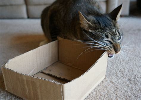 Why Does My Cat Chew On Cardboard Reasons CatsQuest