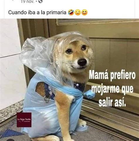 Memes Wiki Memes ® Amino