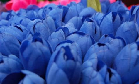 33 Background Biru Muda Bunga Galeri Bunga Hd