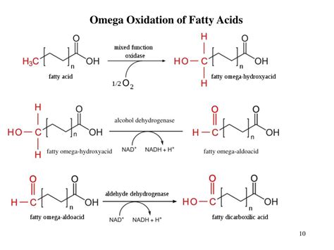 Ppt Fatty Acid Oxidation Defects Powerpoint Presentation Free