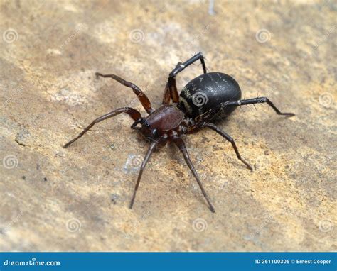 Female Ant Mimic Spider Royalty Free Stock Image 22615762