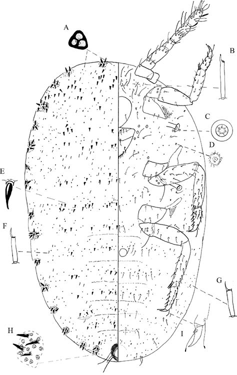 Figure 4 From Three New Species Of Puto Giant Mealybugs Hemiptera