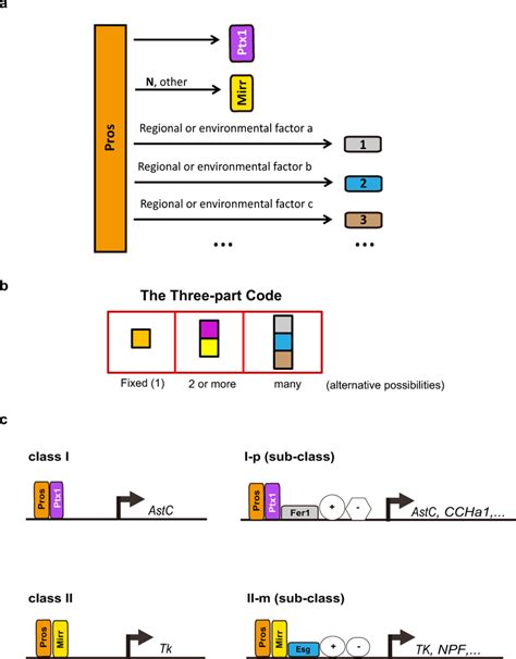 The Hierarchical Model And The Three Part Code Principle Underlying Ee