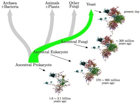 Protein Evolution Analysis Service Creative Proteomics