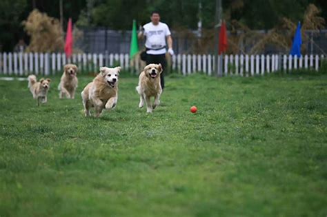 北京训狗北京训犬学校