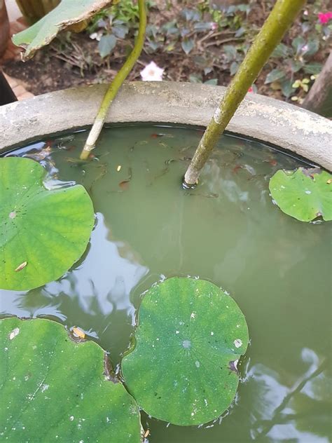 The Eight Ratvithi House Prices And Specialty Bandb Reviews Chiang Mai