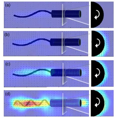 Using 3d Models To Investigate Bacteria Movement Famu Fsu