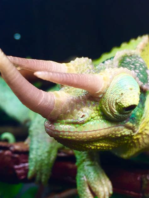 Arthos Chameleon Forums