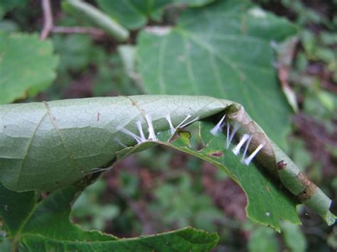 Leaf Roller Bugguide Net
