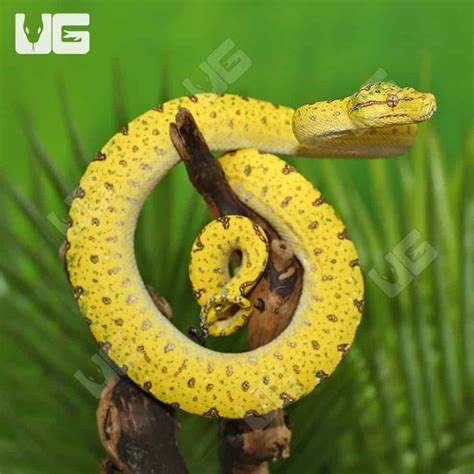 Yearling Biak Green Tree Python Morelia Viridis For Sale