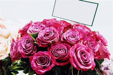 부드러운 색상의 화려한 분홍색 장미와 배경의 흐림 스타일 엽서 또는 배경의 아름다운 꽃 선택적 초점 개체 그룹에 대한 스톡 사진
