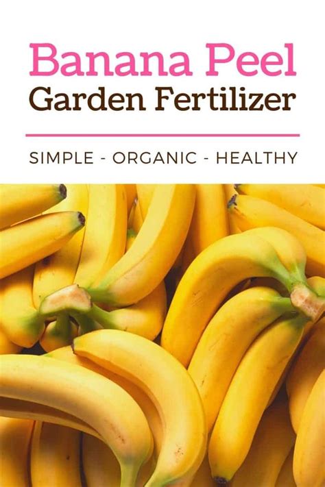 Banana Peel Fertilizer Benefits And Uses Banana Peel Homemade Plant