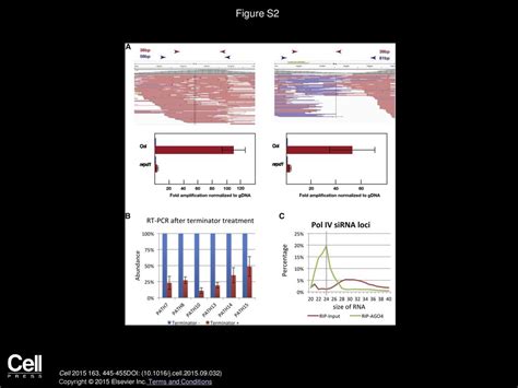 A One Precursor One Sirna Model For Pol Iv Dependent Sirna Biogenesis