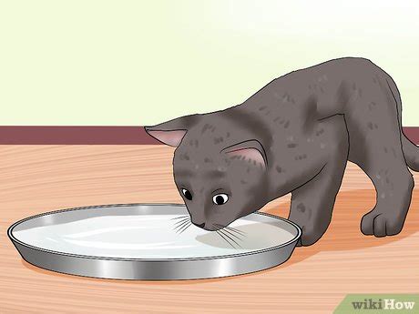 How To Feed Kittens 14 Steps With Pictures WikiHow Pet