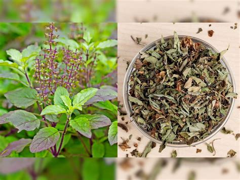 Tulsi Ke Sukhe Patte Ke Fayde Dry Basil Leaf Benefits Powder Manure