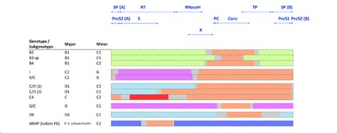 Schematic Representation Of Known Hbv Genotype C Recombinants Download Scientific Diagram