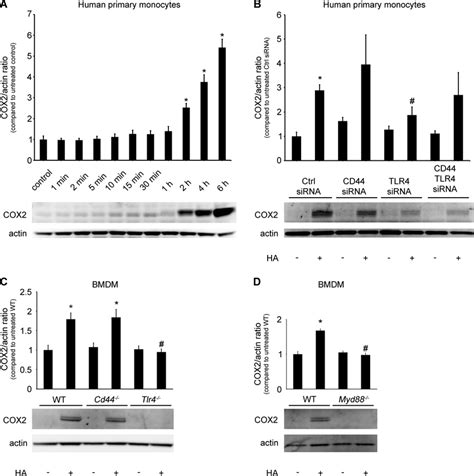 LMW HA Induces COX2 PTGS2 Expression Through TLR4 MYD88 Pathway A
