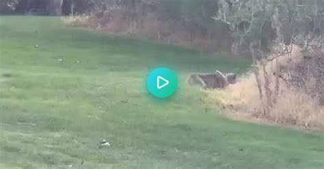 Bobcat Chasing Squirrel Around Tree Album On Imgur