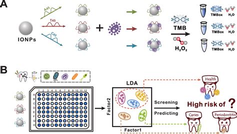 Enhanced “electronic Tongue” For Dental Bacterial Discrimination And Elimination Based On A Dna