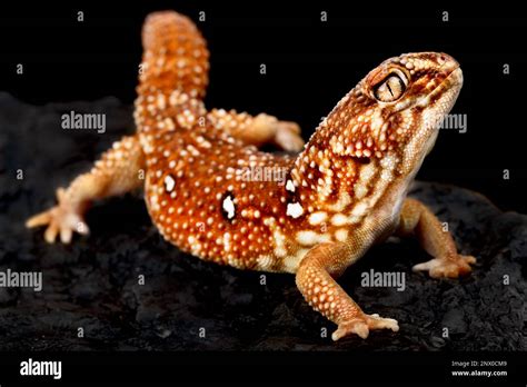 South African Reptiles