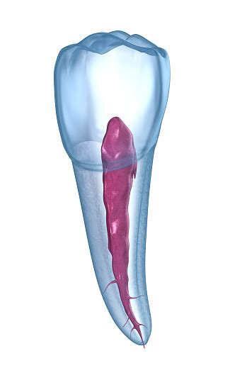 치과 루트 해부학 하악 두 번째 소구치 치아 의학적으로 정확한 치과 3d 일러스트레이션 0명에 대한 스톡 사진 및 기타 이미지