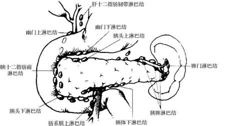 一胰腺系统的应用解剖 外科学 医学