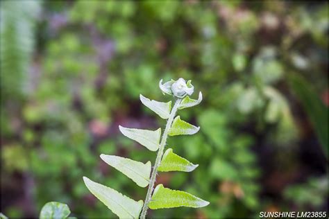 Lm23855腎蕨嫩芽腎蕨蕨類植物蕨類藥用植物特寫 莊信賢 Flickr