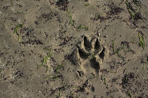 Premium Photo Dog Paw Print On Sand