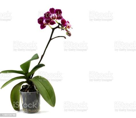 흰색 배경에 보라색 자궁 Phalaenopsis 또는 팔라 선택적 초점 텍스트에 대한 장소가 있습니다 0명에 대한 스톡 사진 및