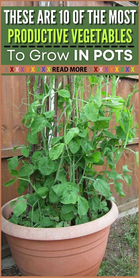 These Are 10 Of The Most Productive Growing Vegetables Vegetable