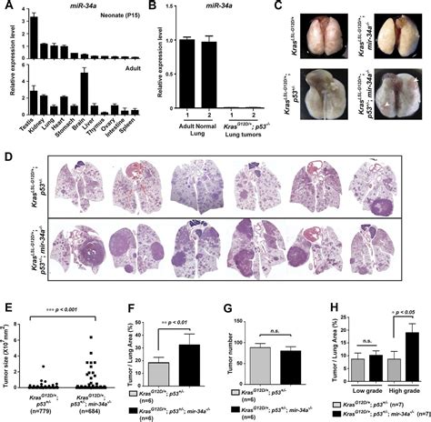 A Positive Feedback Between P53 And Mir 34 Mirnas Mediates Tumor