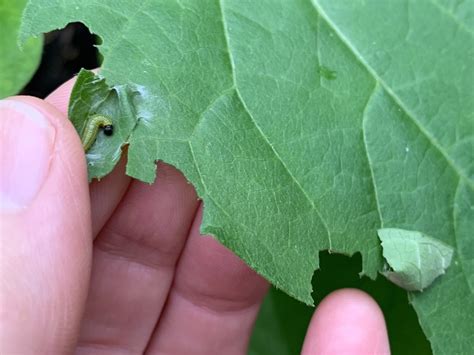Worm On Bean Hydrangeas Blue