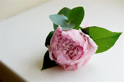 Boutonniere 신랑에 대 한입니다 모란 핑크입니다 웨딩 플로리스트 리 결혼식에 대한 스톡 사진 및 기타 이미지 결혼식