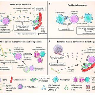 Crucial Relationships For Splenic Hspcs In Cancer And Potential Download Scientific Diagram