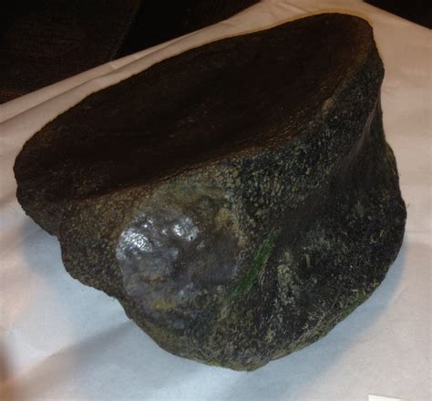 Couple Of Bones Fossil ID The Fossil Forum