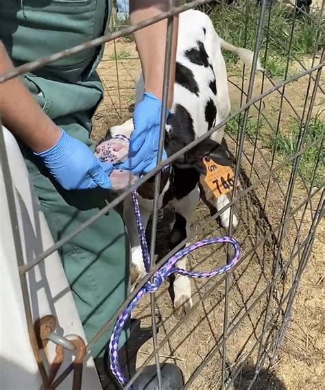 Methods For Disbudding Dairy Calves Mississippi State University