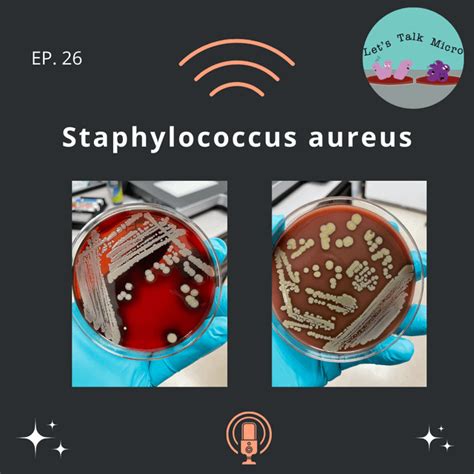 Staphylococcus Aureus R Microbiologyobsession