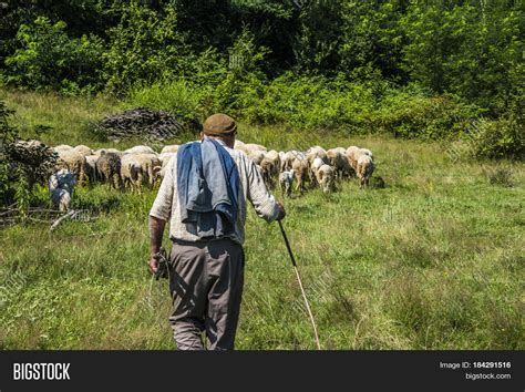Shepherd Sheep Image And Photo Free Trial Bigstock