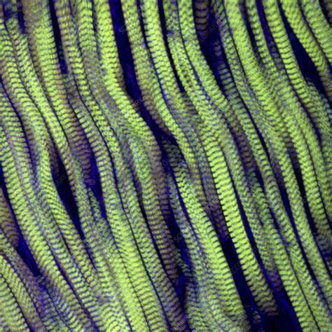 Muscle Fibres Light Micrograph Stock Image P1540285 Science