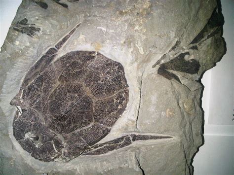 Bothriolepis Tail Fossil Id The Fossil Forum