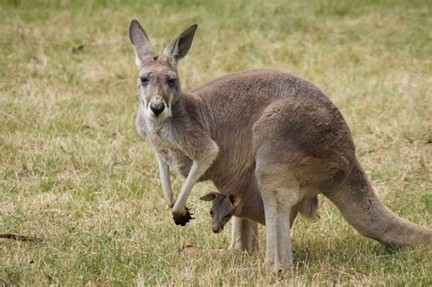 La Belleza De La Fauna En 50 Fotos Taringa