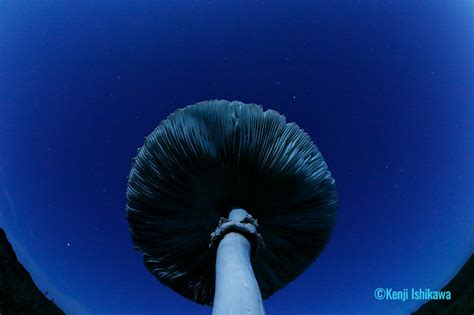 Moonlight Blue
